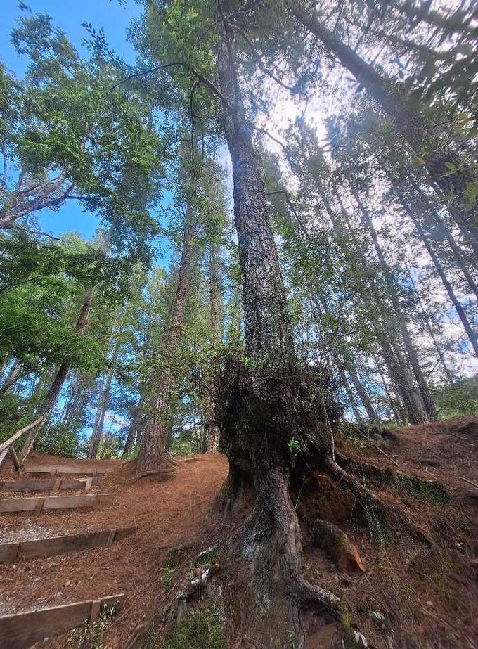 Terreno en Venta en Villarrica, Parcela en venta en la mejor ubicacion ...