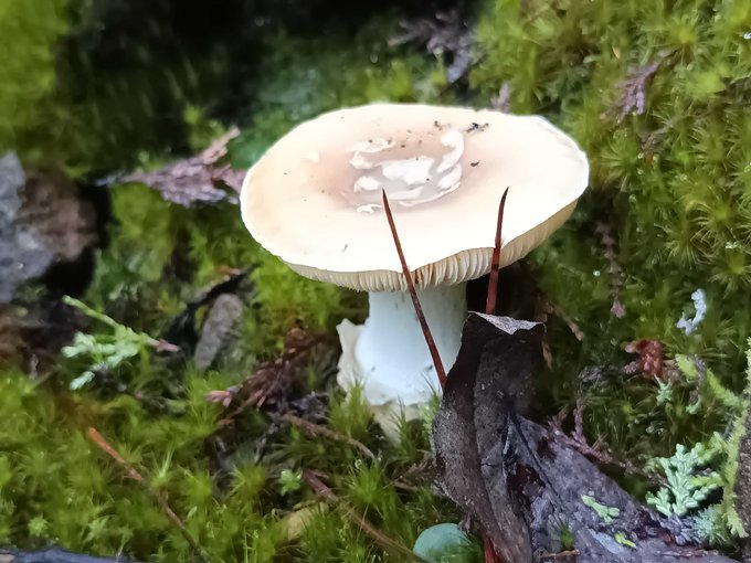 Terreno en Venta en Colbún, Parcela en Rabones, Colbun (128077)