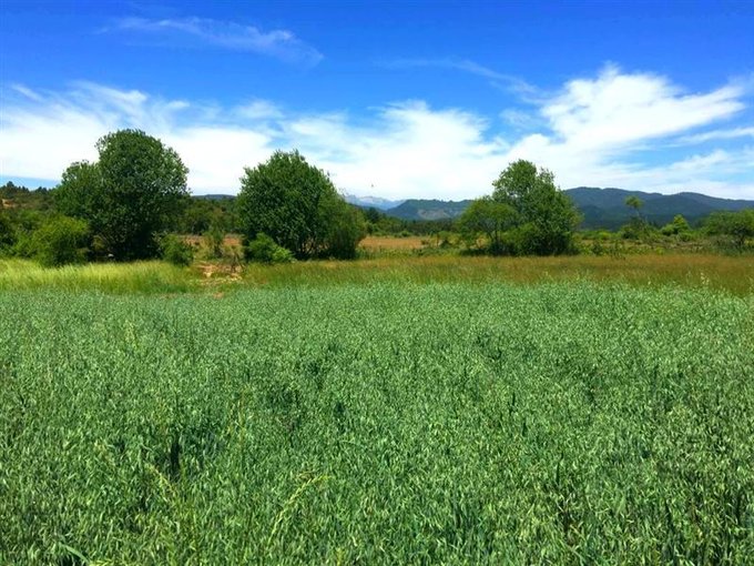 Parcela en Venta en Longaví, La amalia - Cod: 122463972