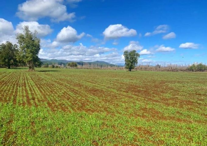 Parcela en Venta en Longaví, La amalia - Cod: 122463972
