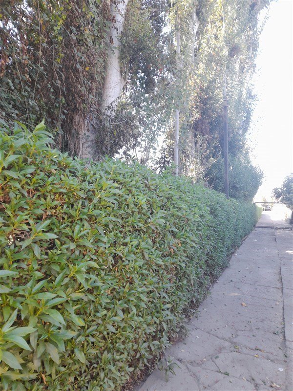Terreno en Venta en Isla de Maipo, Avenida santelices